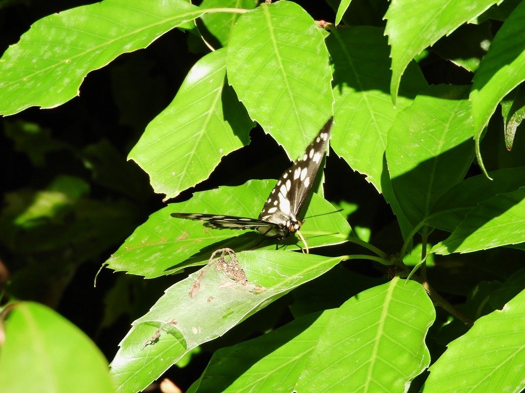 オオミドリシジミ舞う～湘南平: ikuko～沢風に誘われて②